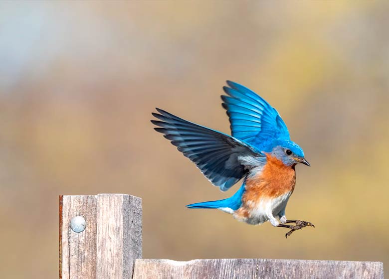 Nature that flies. Bird Watching in La Vera - Aloha Vera